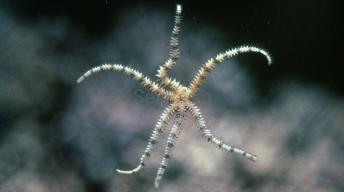 Ophiactis savignyi - hodowla własna SeaFarm SeaFarm - akwarystyka ...